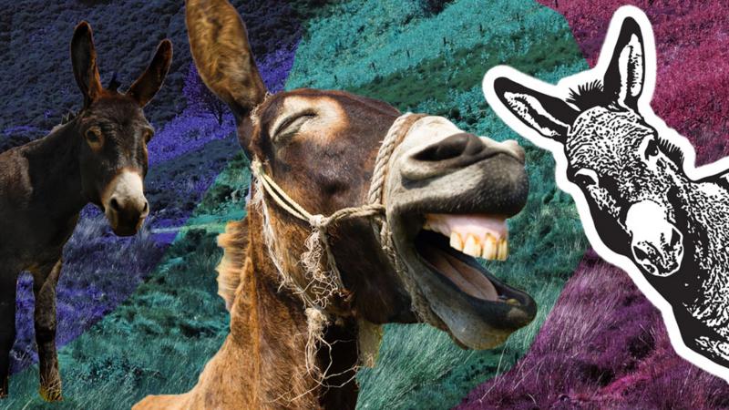 CBBC Attenborough and Animal Quizzes - CBBC - BBC