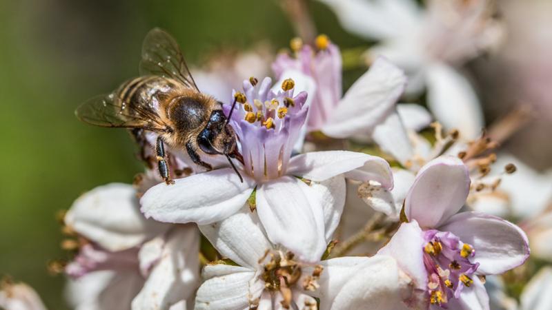 Bill from BBC Breakfast's bee tips - CBBC