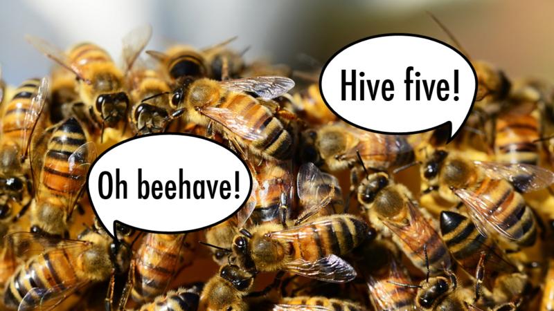 Bill from BBC Breakfast's bee tips - CBBC