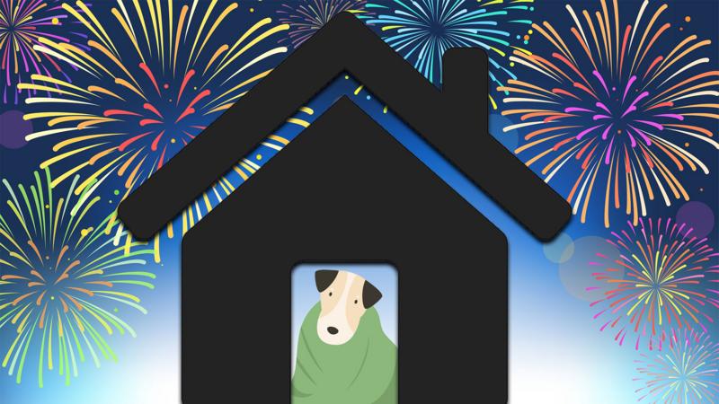 How to look after your animals on bonfire night and firework season ...