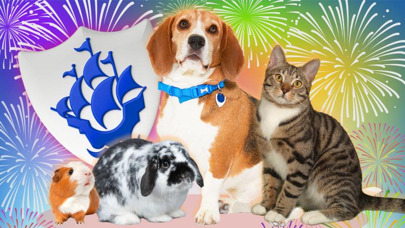 How to look after your animals on bonfire night and firework season ...