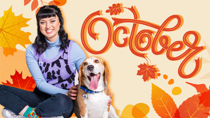 CBBC Quizzes - CBBC - BBC