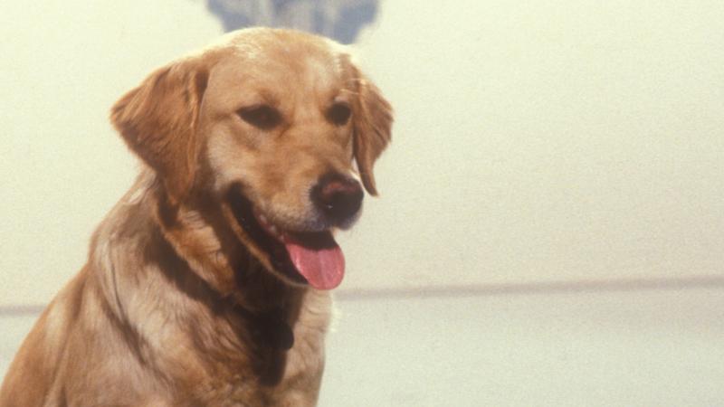 Past Blue Peter pets - CBBC