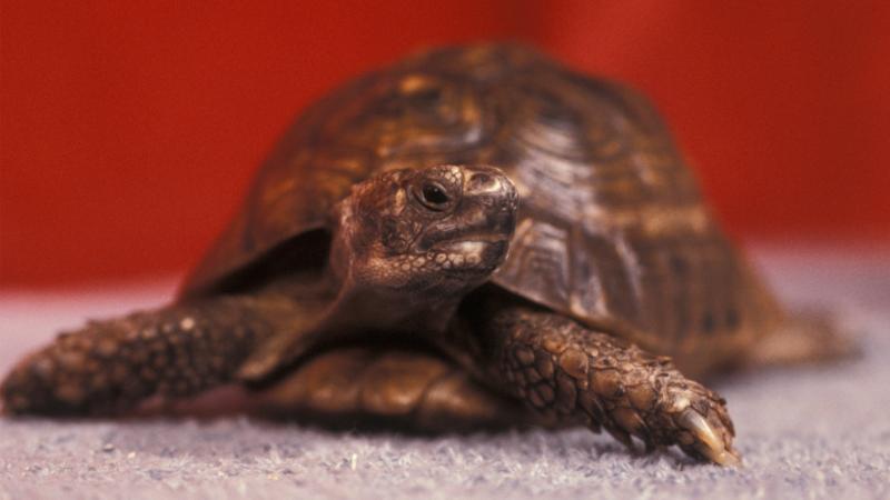 What were the Blue Peter pets? Find out more about every pet in Blue ...