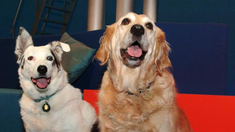 What were the Blue Peter pets? Find out more about every pet in Blue ...