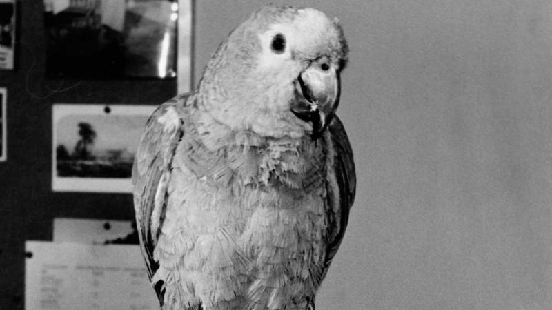 What were the Blue Peter pets? Find out more about every pet in Blue ...