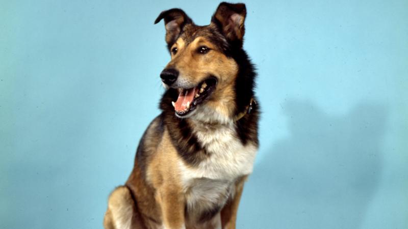 What were the Blue Peter pets? Find out more about every pet in Blue ...