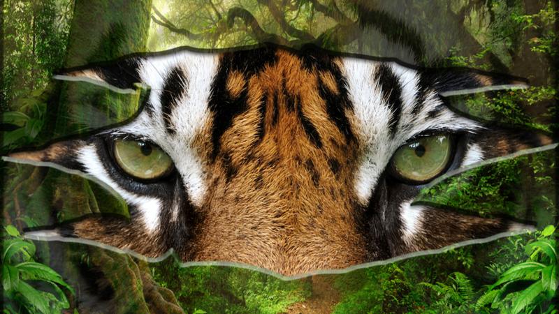 Tiger quiz | Children's fun tiger quiz | Fun tiger quizzes for kids ...