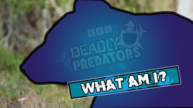 Deadly Predators - CBBC - BBC