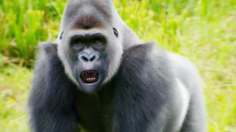 CBBC Animal Hub - CBBC - BBC