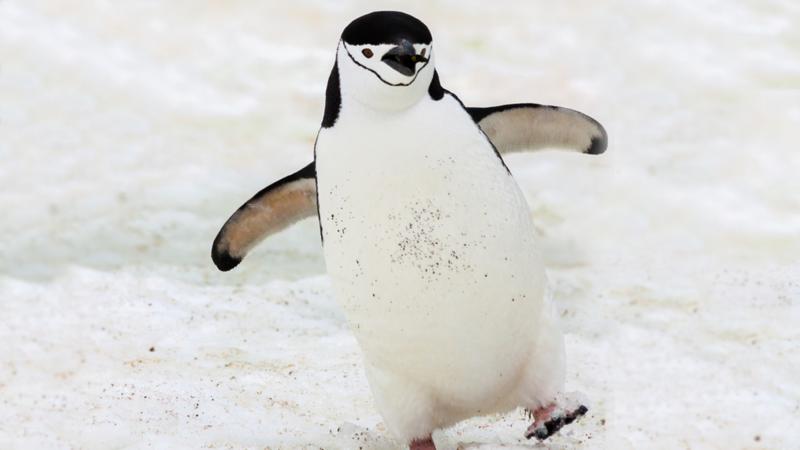 4 reasons penguins are the coolest - CBBC