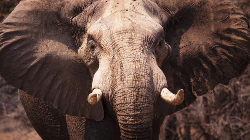 Animals on CBBC - BBC