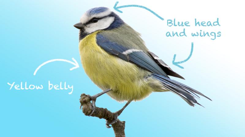 Get bird spotting with your little one - CBeebies