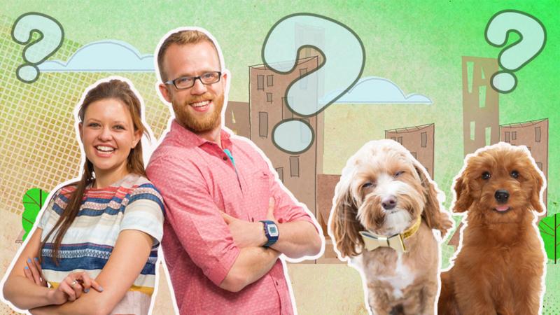 Ferne and Rory's Vet Tales - CBeebies - BBC