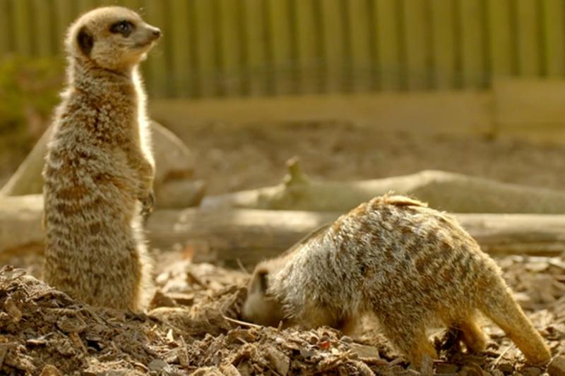 Fact File: Meerkats - CBeebies