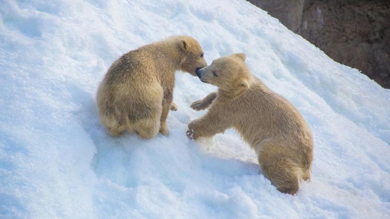 Baby Animals - CBeebies
