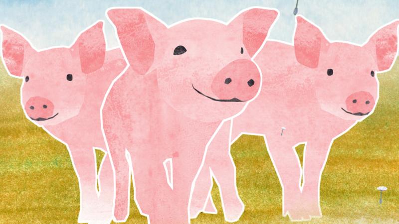 CBeebies Animals - CBeebies - BBC