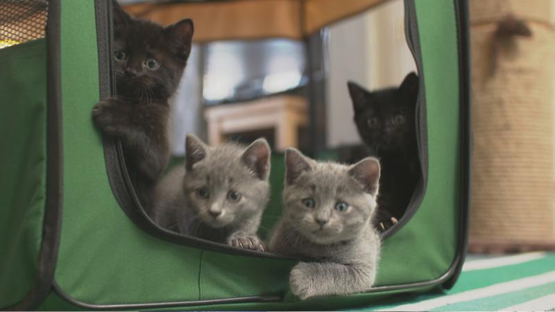 Ferne and Rory's Vet Tales on CBeebies Radio - CBeebies - BBC