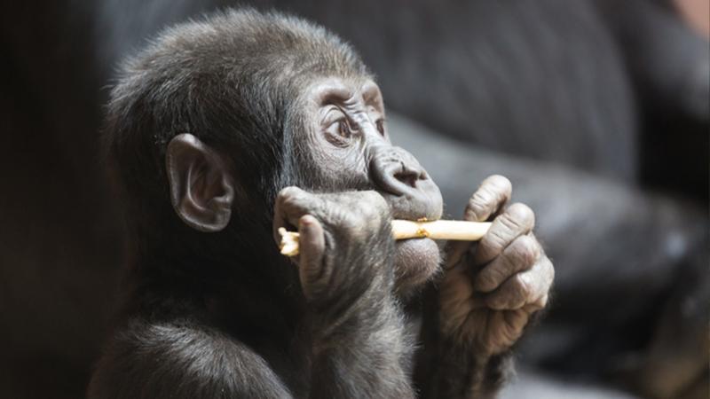 CBeebies Animals - CBeebies - BBC