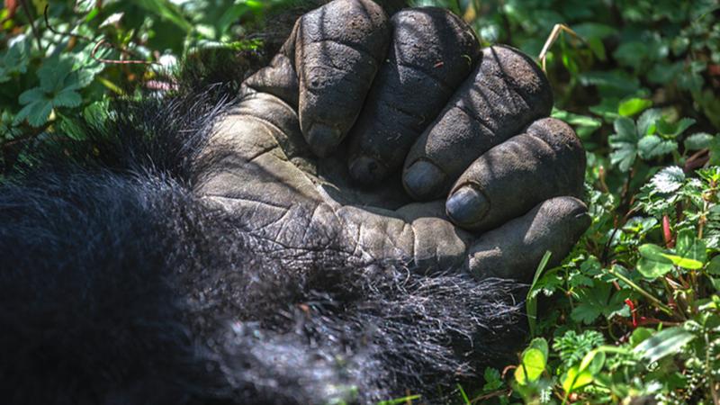 Fact File: Gorillas - CBeebies