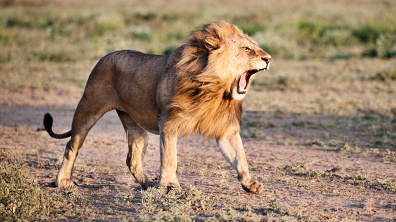 Fact File: Lions - CBeebies