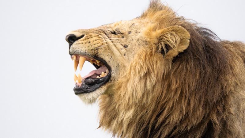 Fact File: Lions - CBeebies