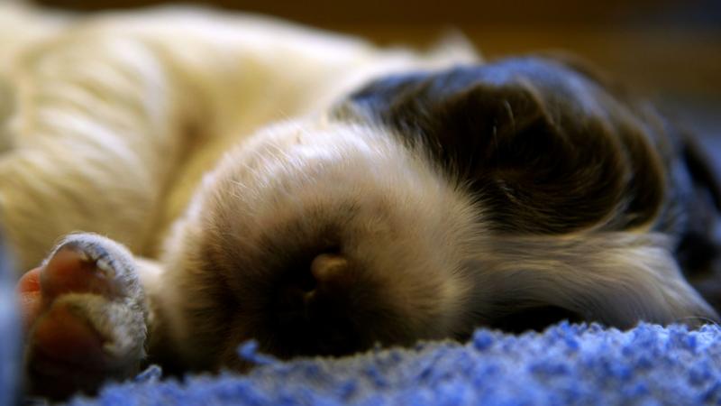 CBeebies Animals - CBeebies - BBC