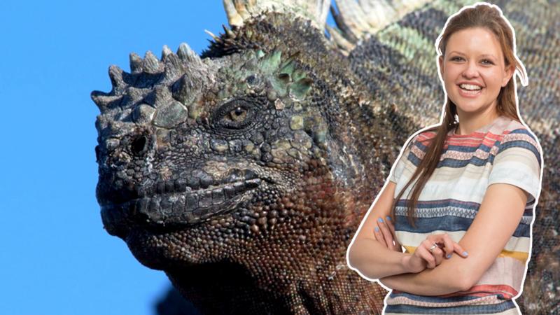 My Pet and Me - CBeebies - BBC