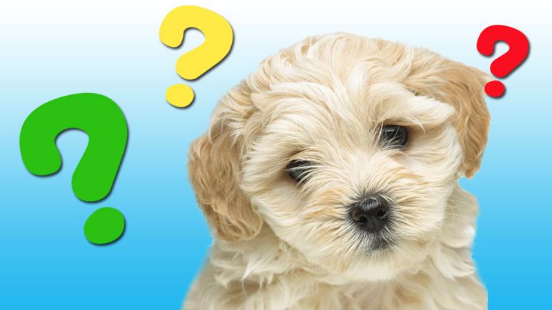 Animal quizzes and fact files - CBeebies - BBC