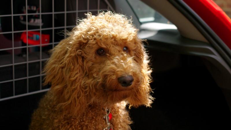 Get to know the CBeebies characters - CBeebies - BBC