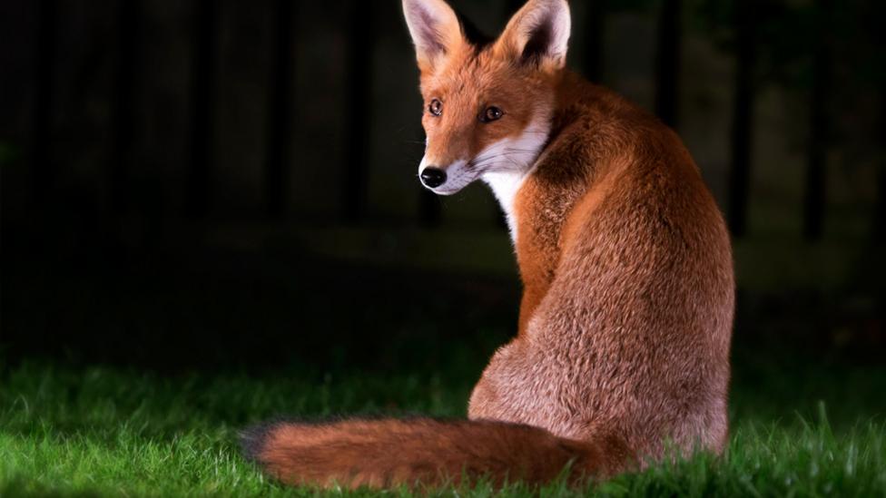 Wildlife on your doorstep - CBBC