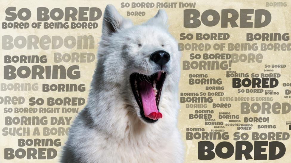 Your Boredom Busters - CBBC