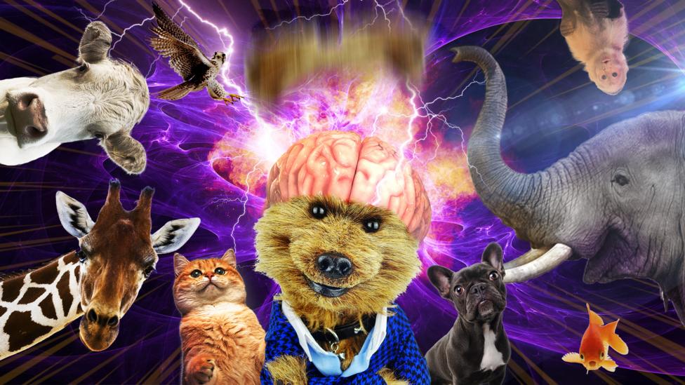 Hacker's Magic Mind - CBBC