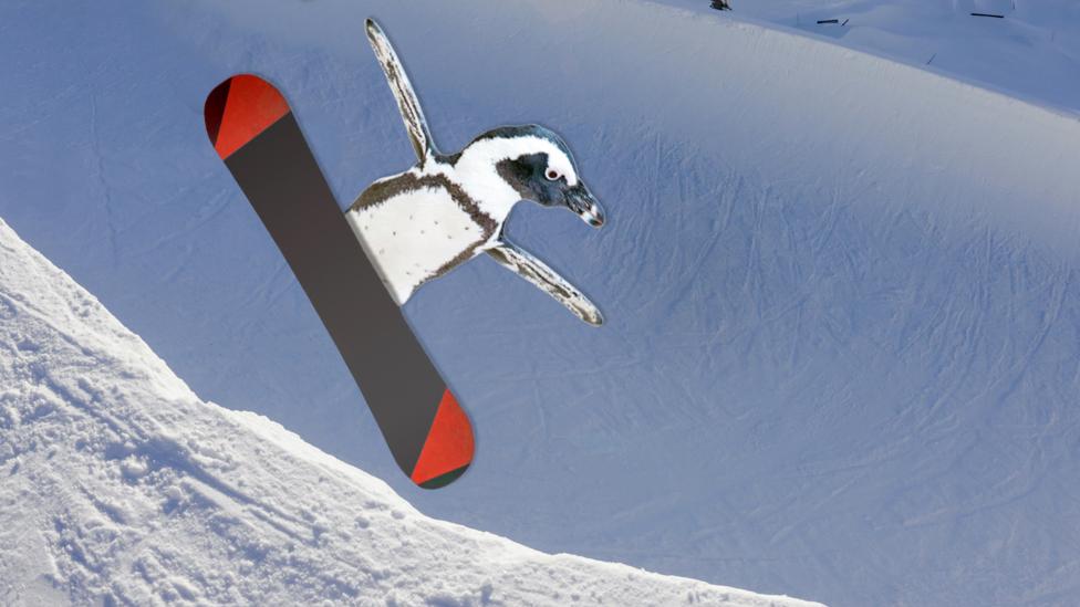 Winter Olympics... with penguins - CBBC