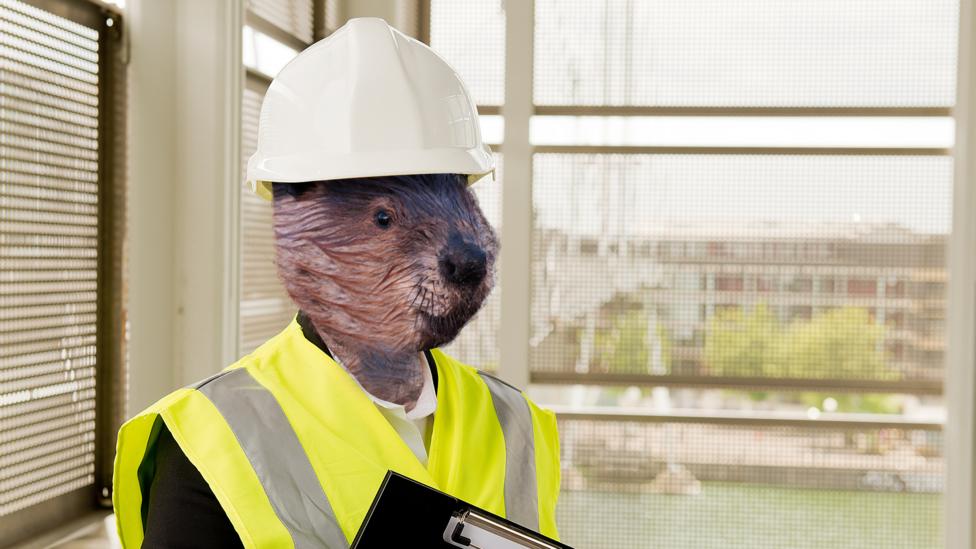 If animals had human jobs... - CBBC