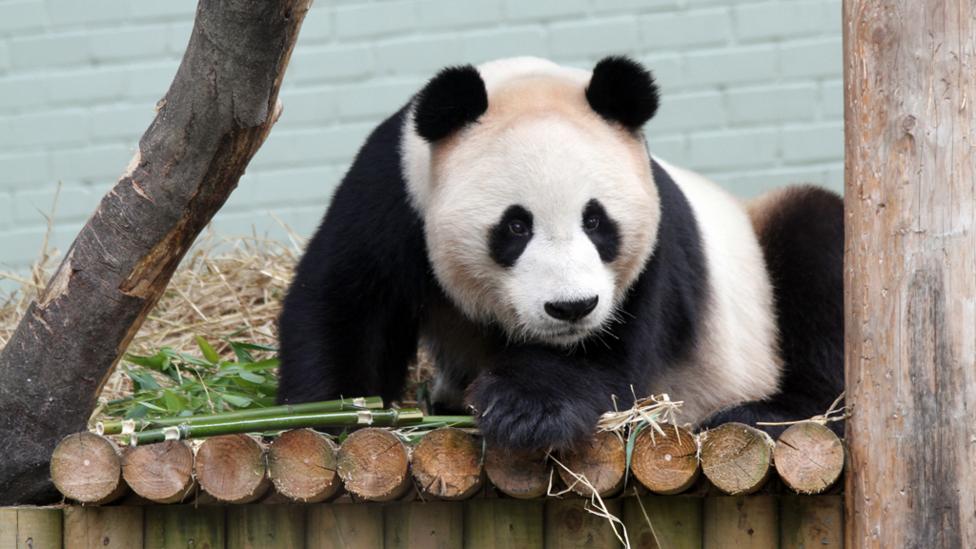 Edinburgh Zoo - CBBC