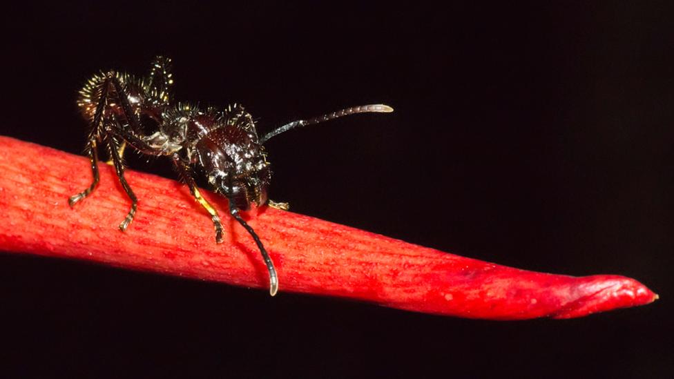 Ten incredible insects & spiders - CBBC