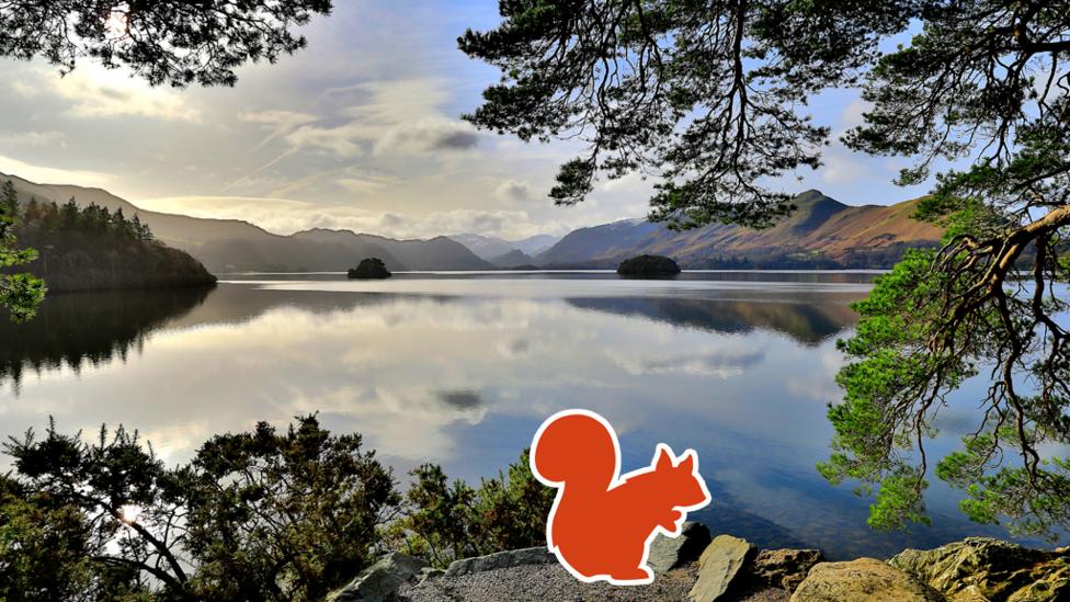 Ten secret red squirrel spots - CBBC