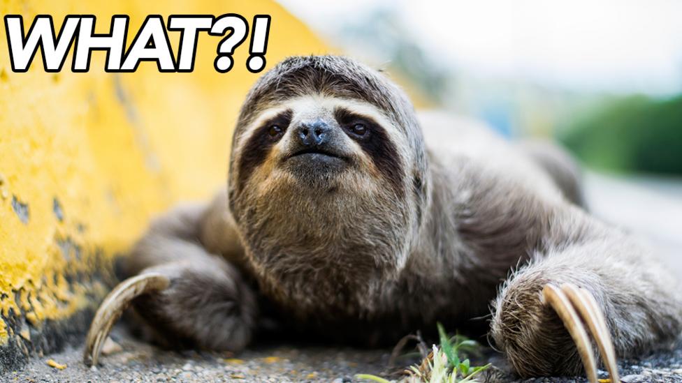 Six times you were a sloth - CBBC