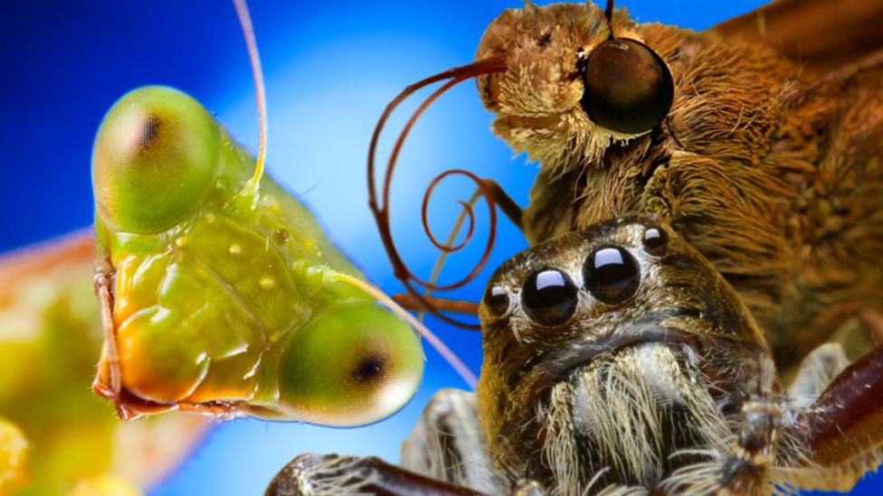 Ten incredible insects & spiders - CBBC