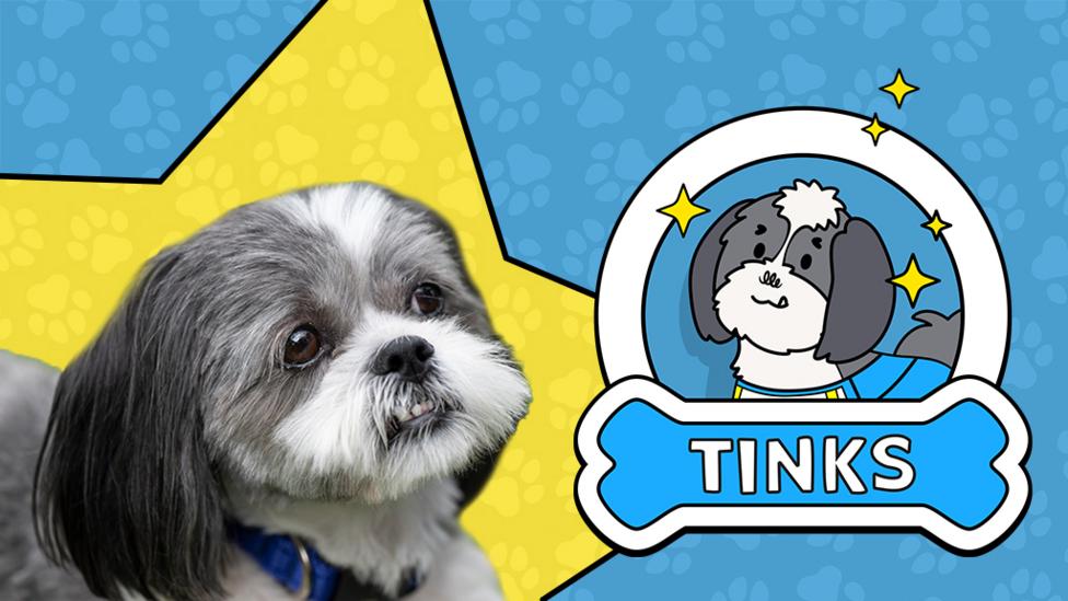 Dog Squad Competition - CBeebies