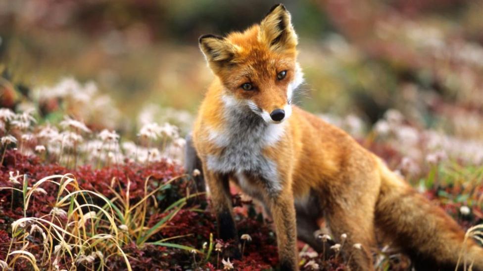 Autumn Animals - CBeebies