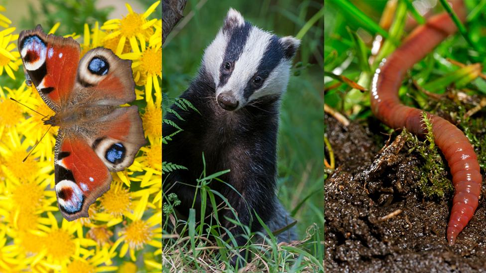 Wildlife Spotting - CBeebies