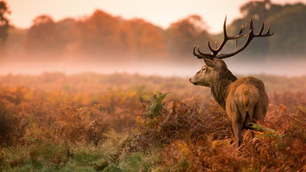 Autumn Animals - CBeebies