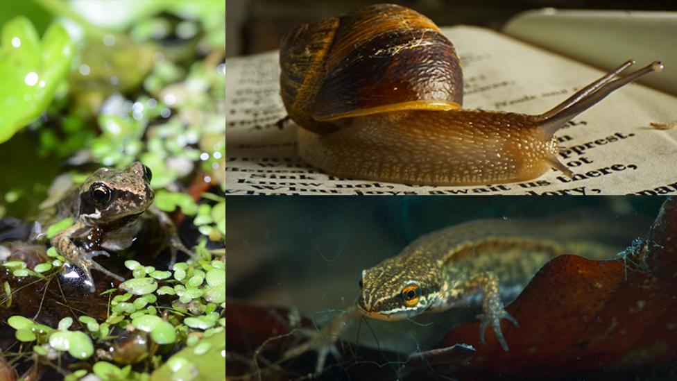 Wildlife Spotting - CBeebies