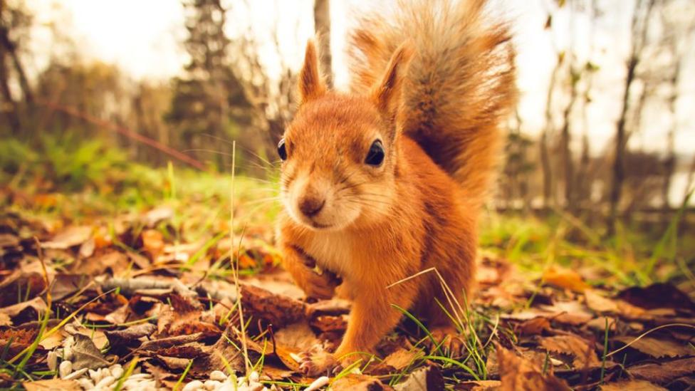 Autumn Animals - CBeebies