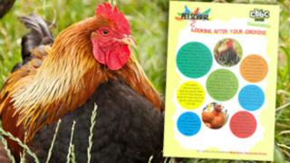 How To - Look After Dogs - CBBC - BBC