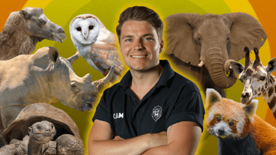 One Zoo Three: Ask an Animal Expert Anything - CBBC - BBC