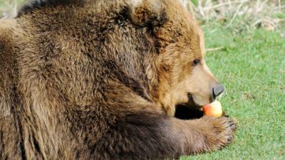 Gallery: Cute Animals Eating Fruit - CBBC - BBC