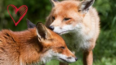 Gallery: Animals in Love - CBBC - BBC